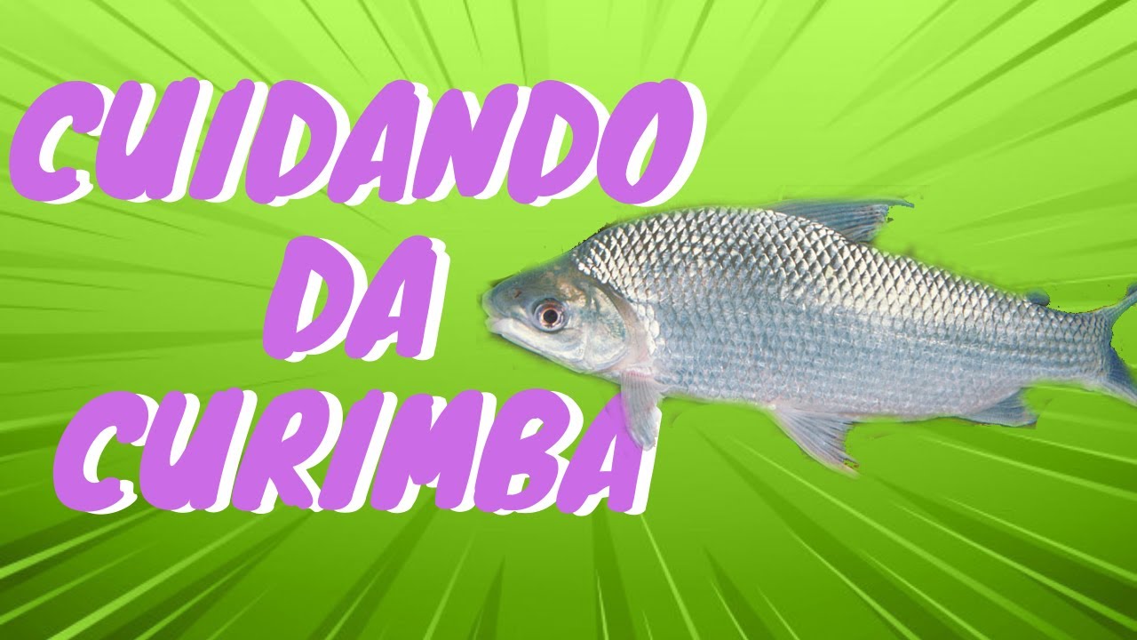 Como criar o peixe Curimba em aquário - YouTube