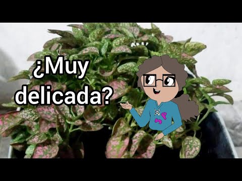 Planta PAYASITO - YouTube