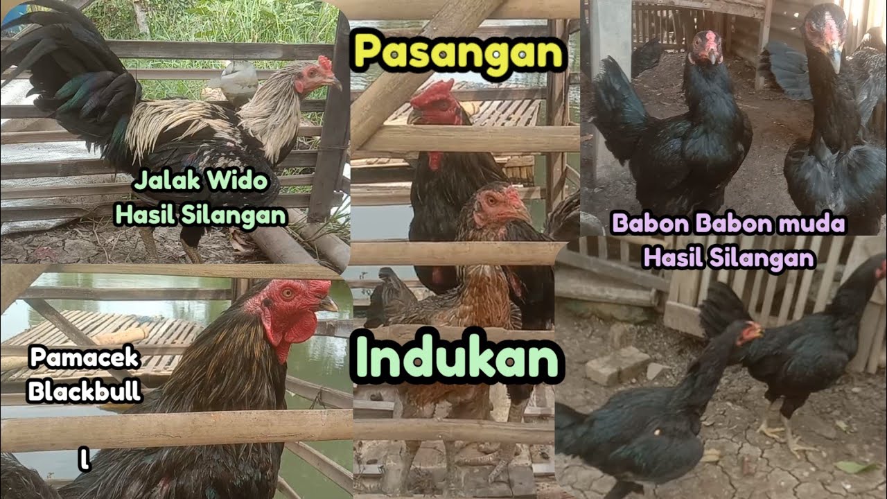 Hasil Silangan F1 Pamacek Blackbull vs Babon Batik,Jejalon Jalak Wido ...