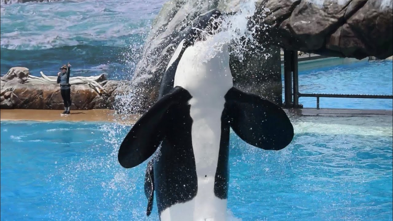 Corky, Ikaika, Keet, and Shouka during Orca Encounter at SeaWorld San ...