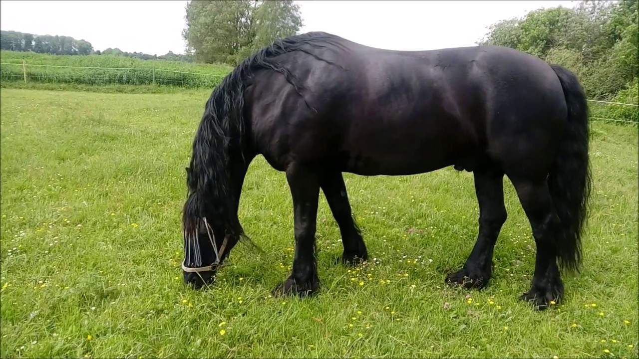 Frieser! Dreamer. Esper og Mie Luna. (son of Jasper 366) - YouTube