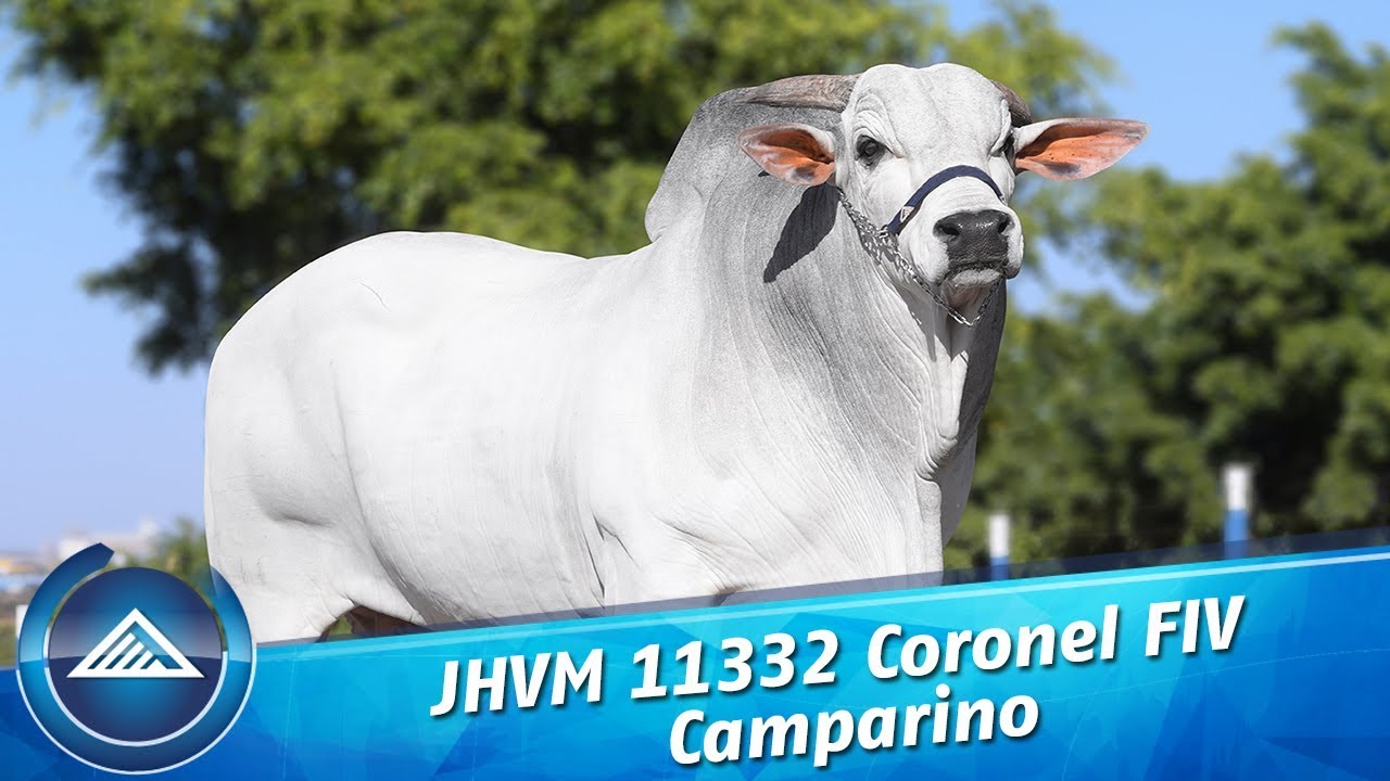 JHVM 11332 Coronel FIV Camparino - YouTube