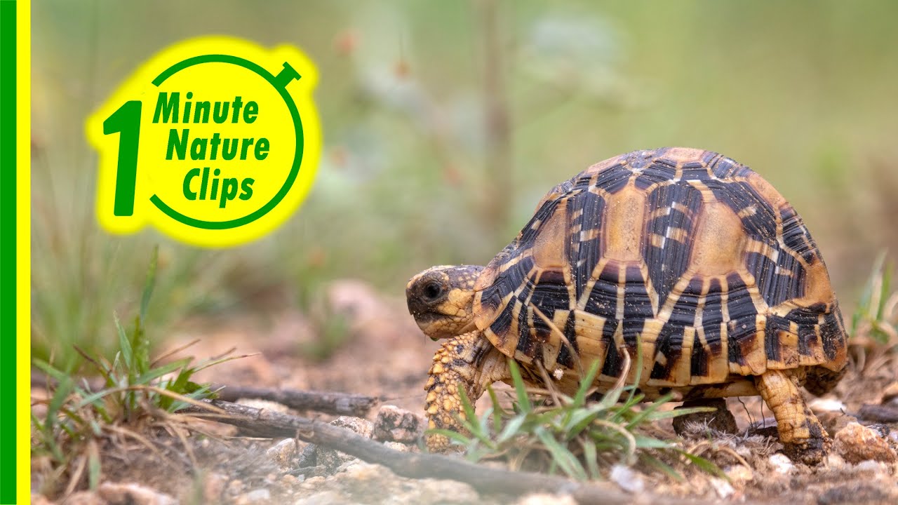 Indian star tortoise (Exotic , rare and endangered) - 1 minute nature ...