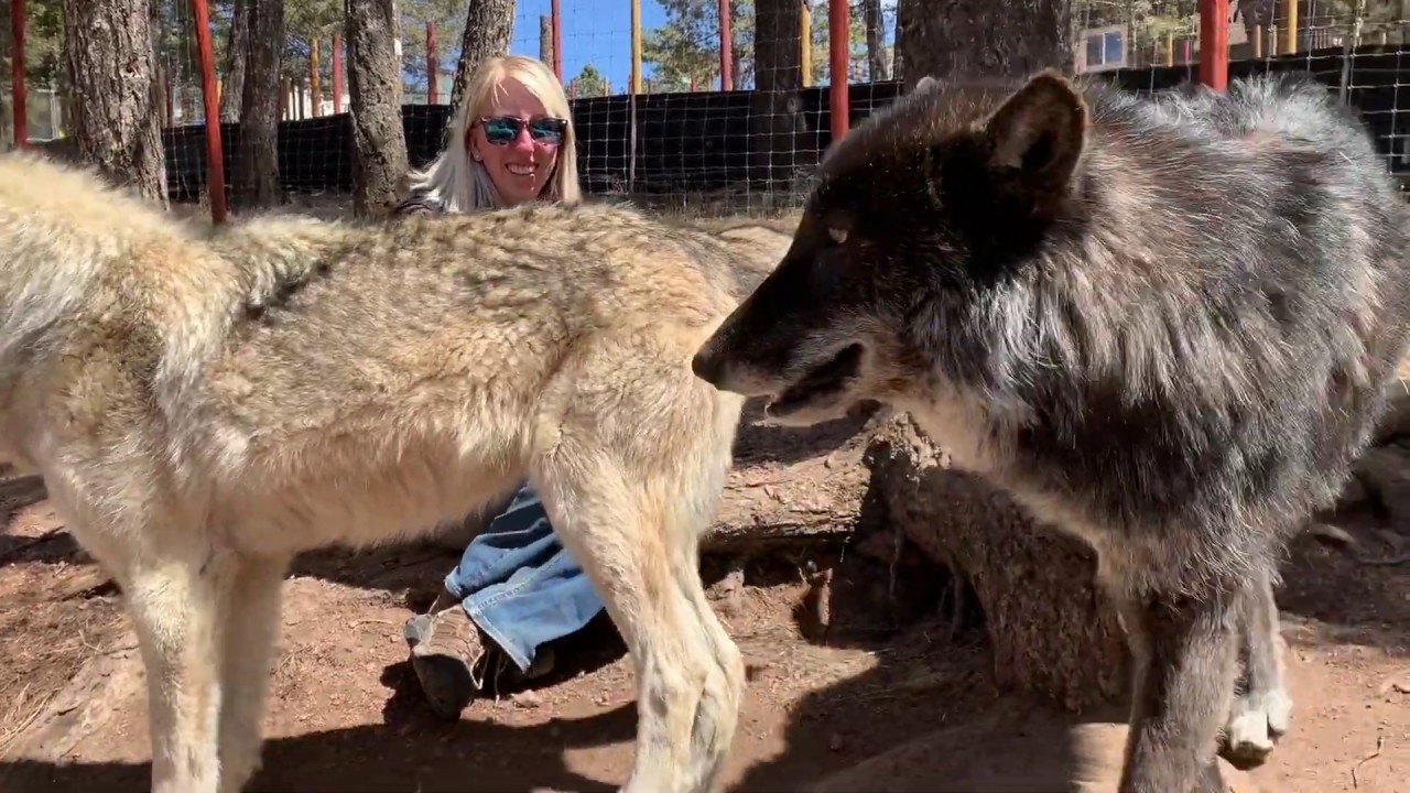 Wolf Wisdom with Erika - Vlog 6 - YouTube