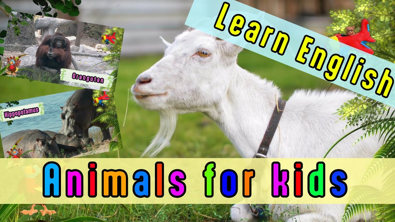 Baby Animals(Learn English vocabularies for Kids):do you know these ...