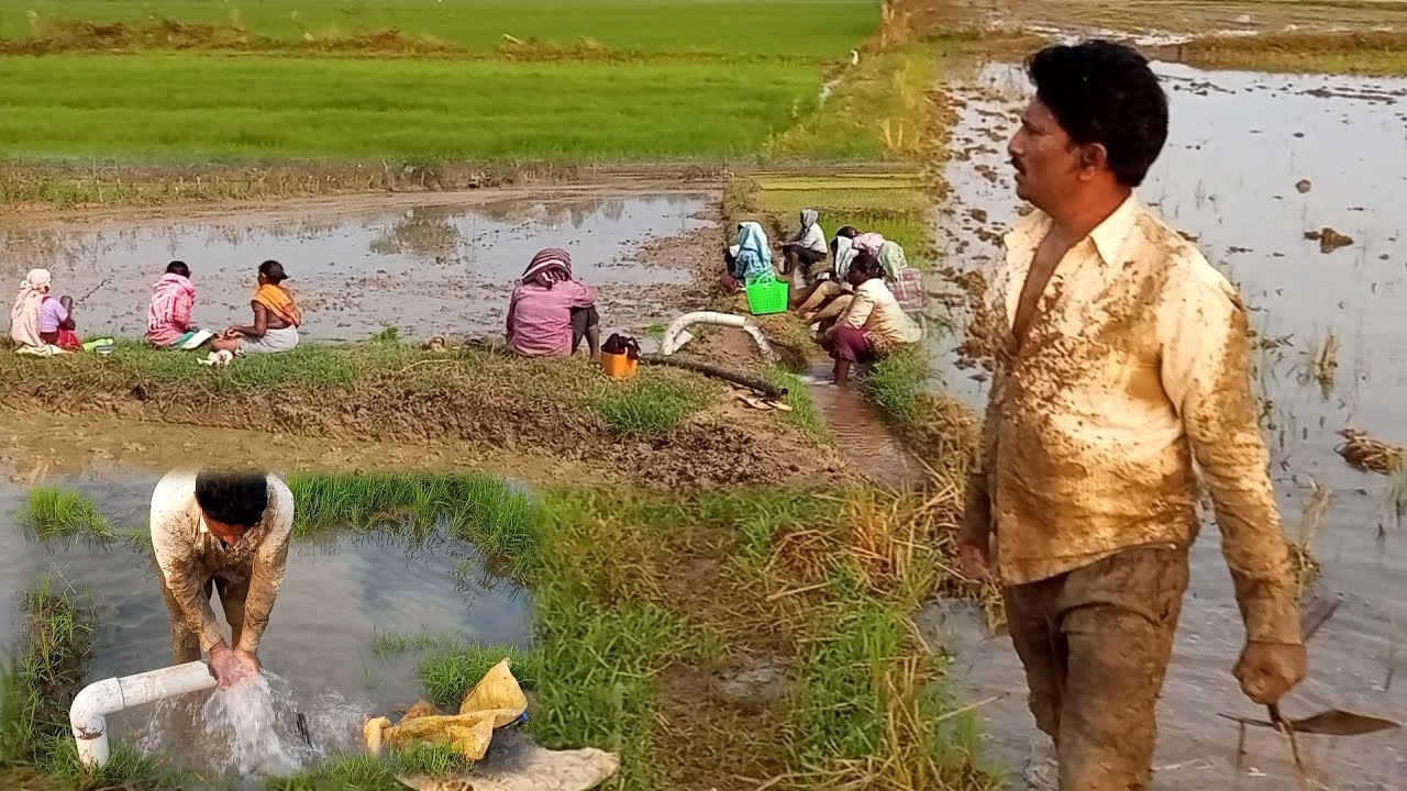 Vari Natlu | Vari Naru | Village Natlu Season | Village Paddy Farming ...