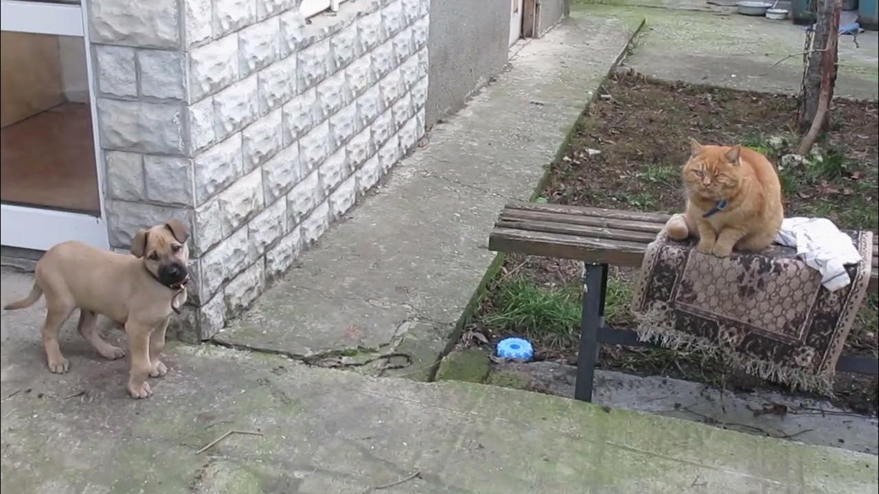 Новый песик. Кот Рыжий не одобряет - YouTube