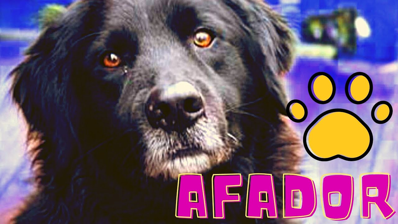 Afador | Afador Dog Breed | Afador Breed Information | Dog breeds in ...