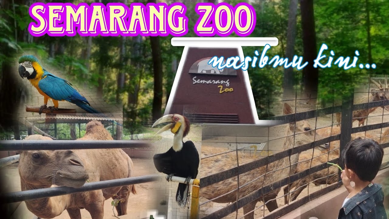SEMARANG ZOO, NASIBMU KINI... | TIDAK SENGAJA NYASAR KE KEBUN BINATANG ...