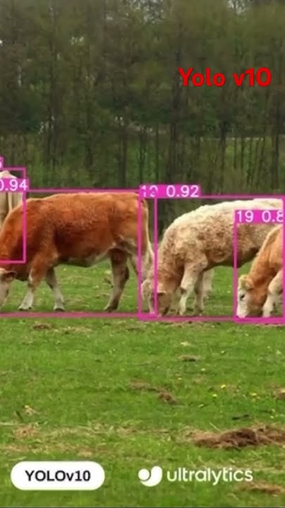 Yolo v10 #yolo - YouTube