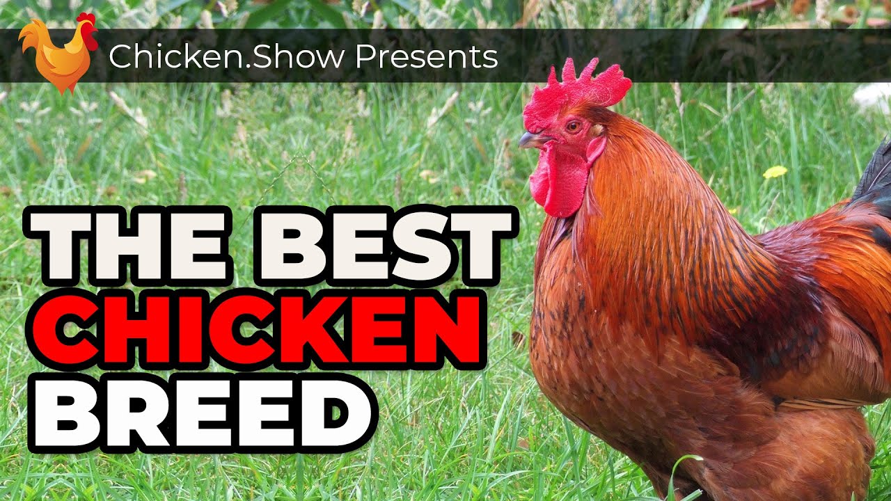 Number One Chicken Breed - YouTube