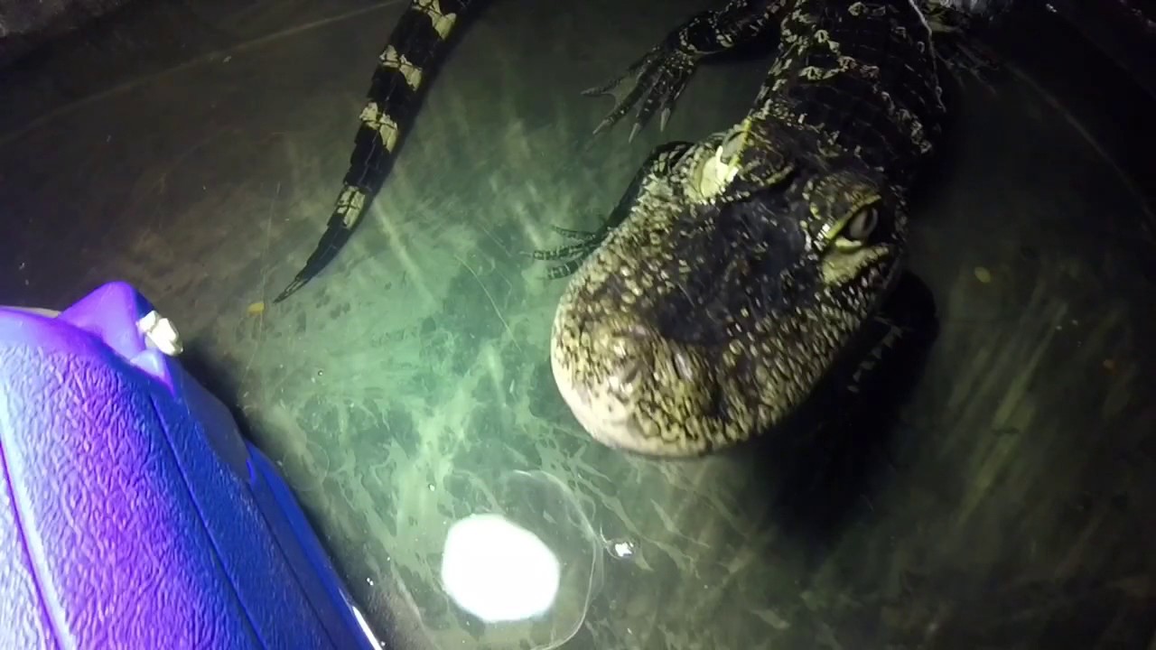 Alligator eats live mouse - YouTube