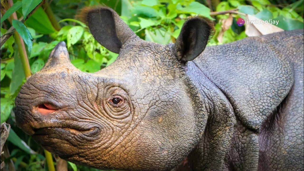 Top 5 Rarest Animals in the World! - YouTube