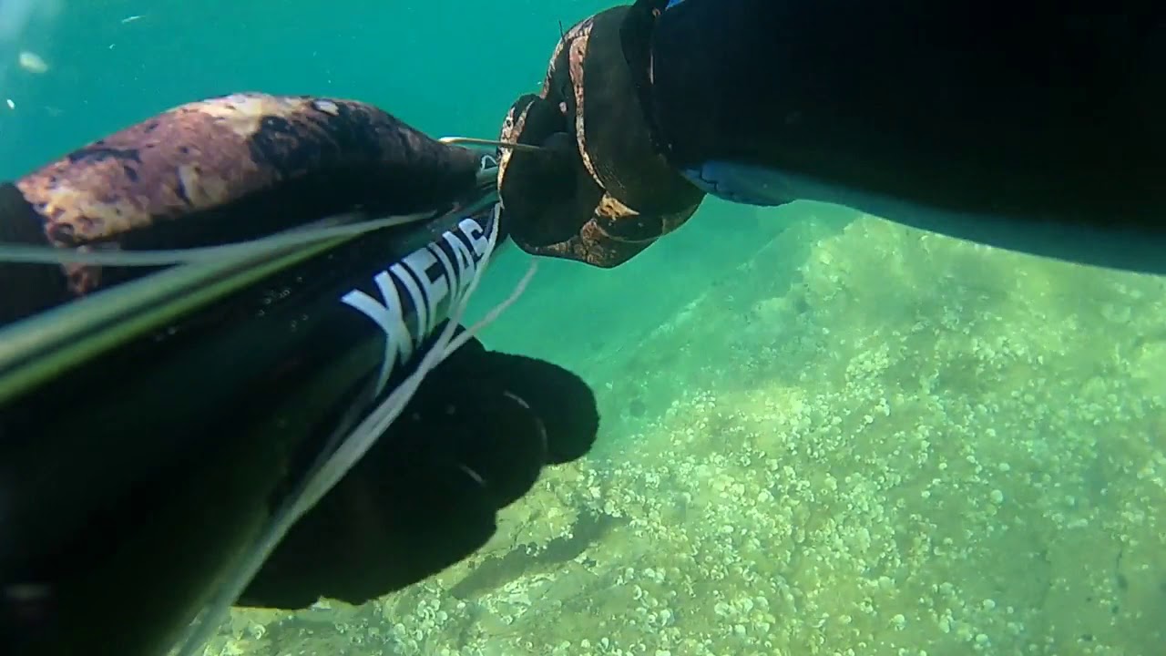 shallow spearfishing in greece!! - YouTube