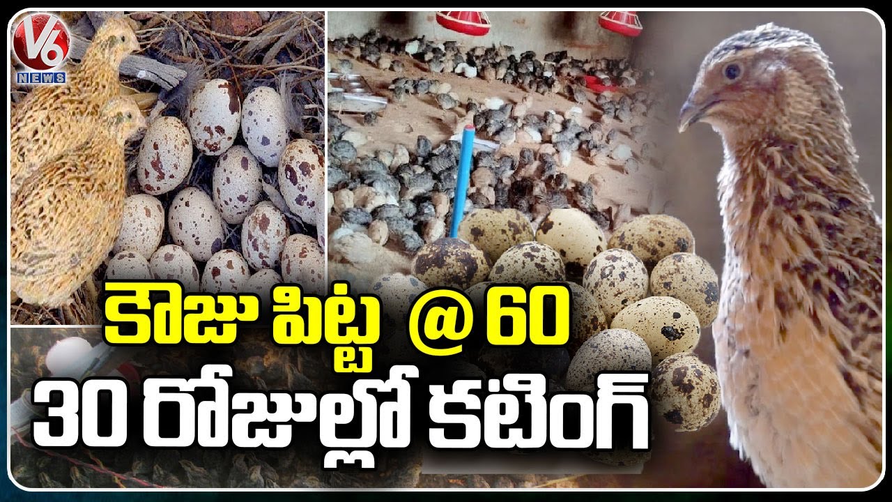 Japanese Quail [ Kouju Pitta ] Farming By Lawyer In Yadadri | V6 News ...
