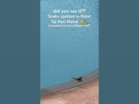 Snake spotted at Hotel Taj Hari Mahal in Jodhpur - YouTube