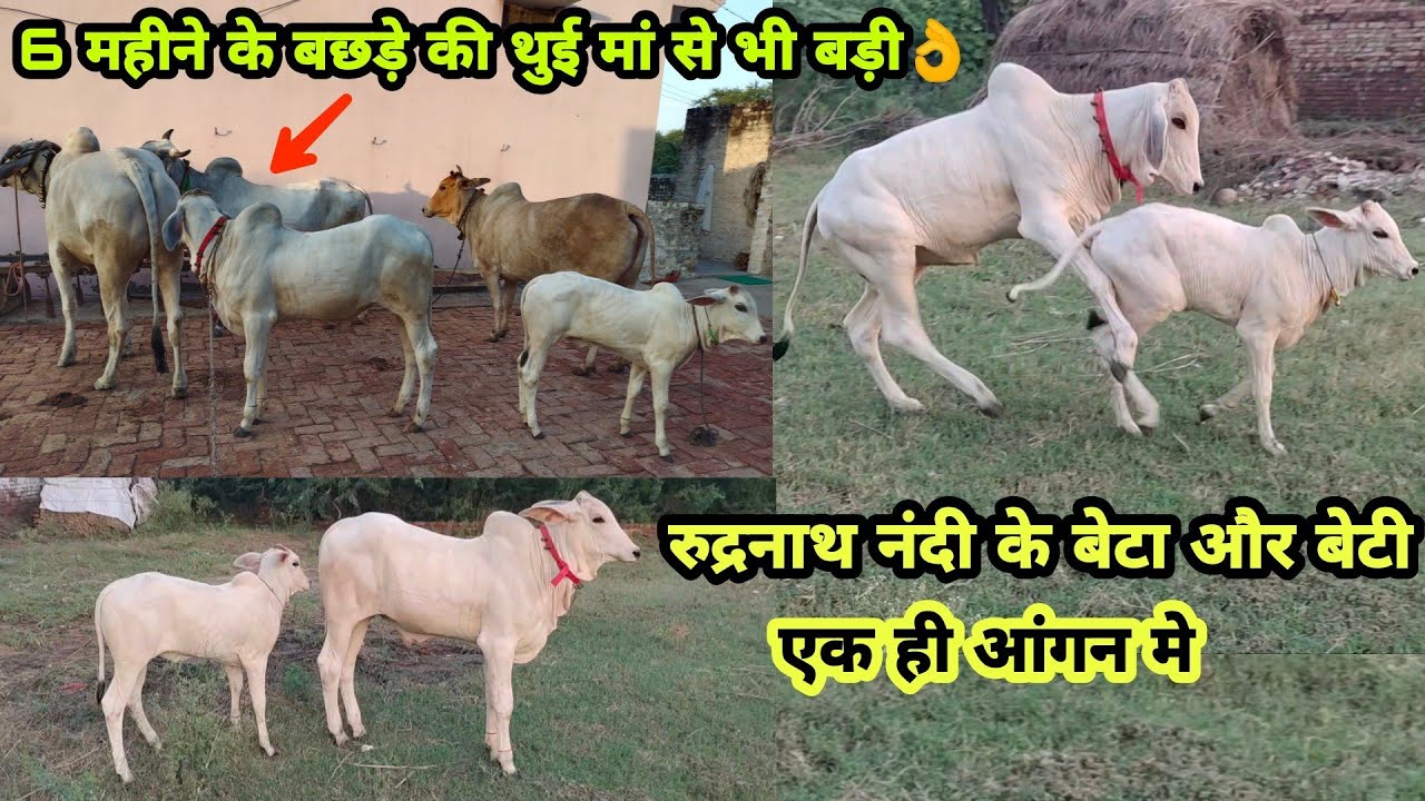 भाई बहन की दुनिया की सबसे सुंदर जोड़ी Top Class Haryana Breed Calfs गजब
