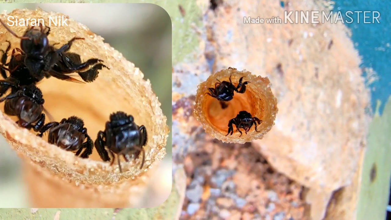Lebah Kelulut | Burung Tekukur Putih | Belalang Pelesit | Kera Main ...
