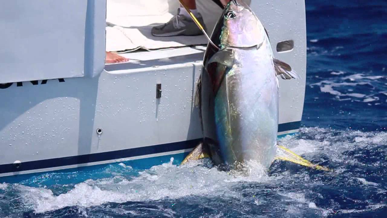 2014 Hawaiian International Billfish Tournament (HIBT) - Day Five - YouTube