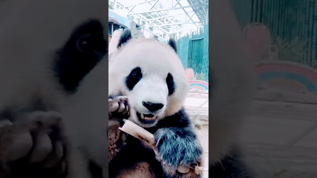 Strong panda - YouTube