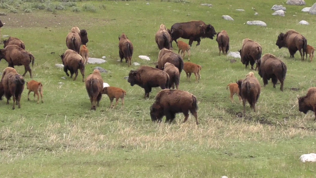 Bison stampede in Yellowstone - YouTube