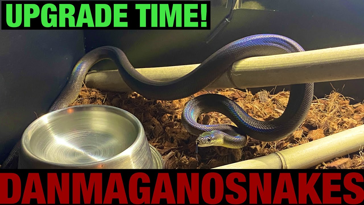 Episode 88: Enclosure upgrade time for one of my Australian water ...