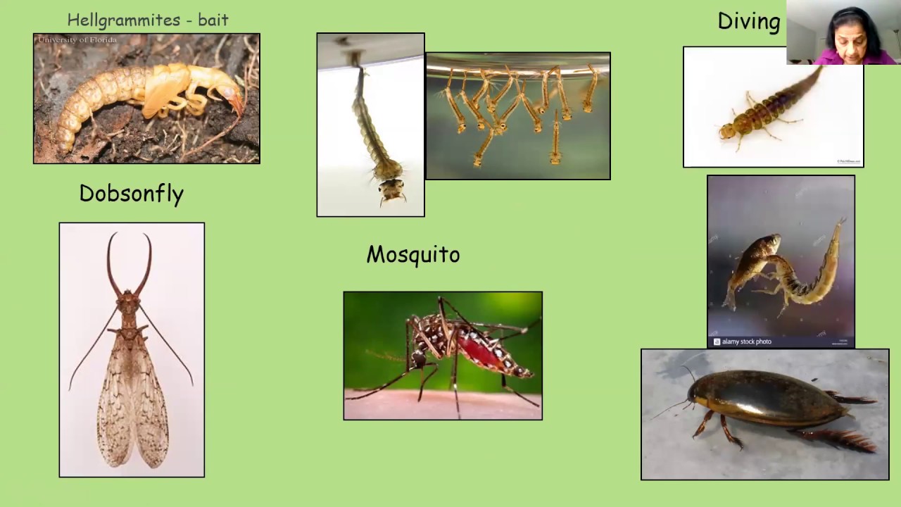 May 2020 Ramsey County Meeting - Dr. Rao and the Risk of Global Insect ...