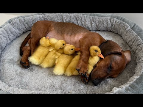 Puppy: mother duck has abandoned ducklings, so I'm taking over the responsibility of raising them!