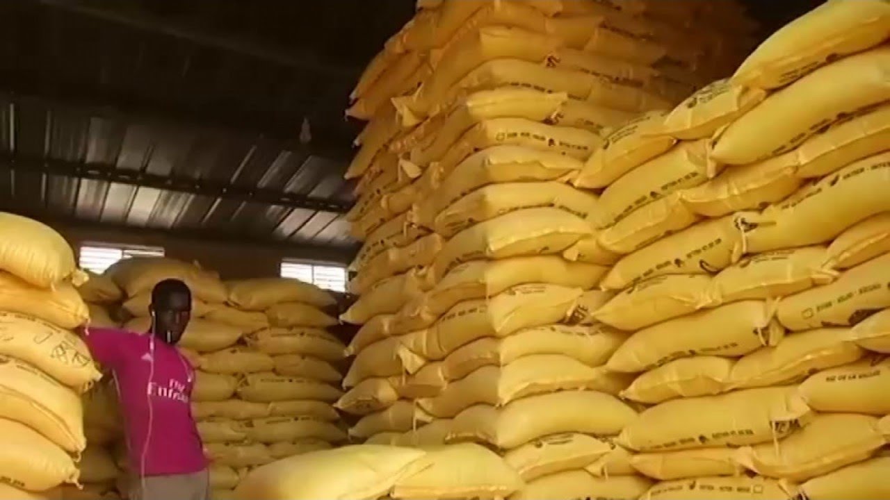 Sénégal, LE RIZ PADDY FIXÉ À 125 FCFA LE KILO - YouTube