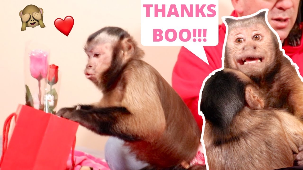 Monkey Lovers Celebrate Valentines Day! - YouTube