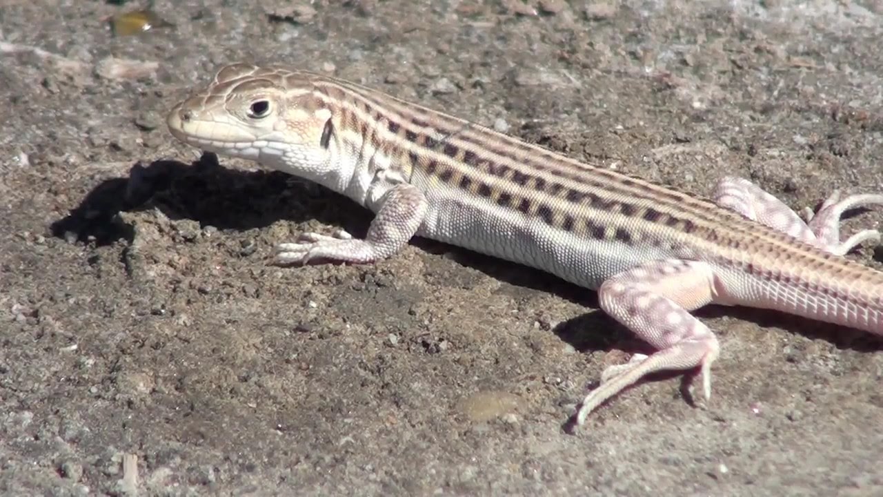 Lagartija colirroja (Acanthodactylus erythrurus) Spiny-footed Lizard ...