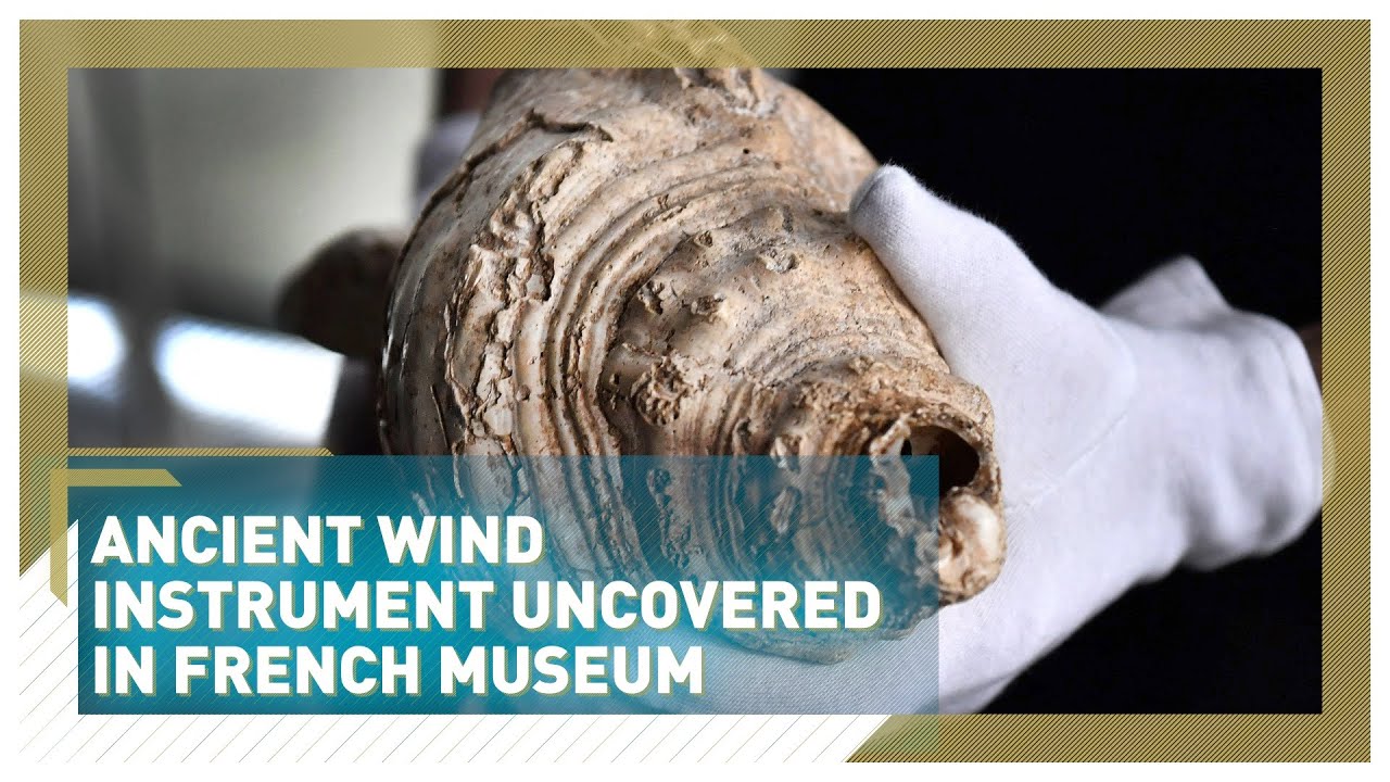 Oldest conch shell in the world uncovered in French museum – and it ...