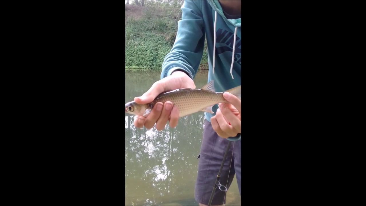 How To Catch Mullet and Tilapia - YouTube