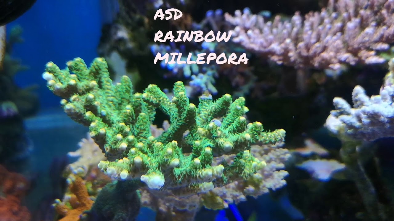ASD Rainbow millepora in nano reef tank - YouTube