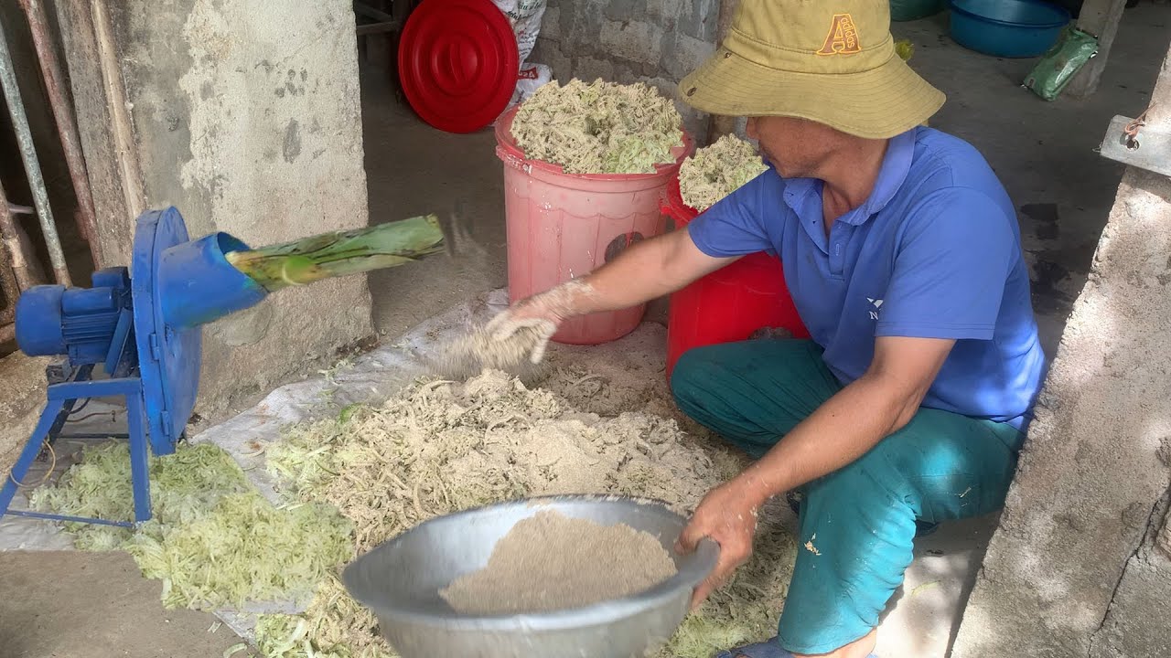 Using probiotics combined with fermented banana bran makes very good ...