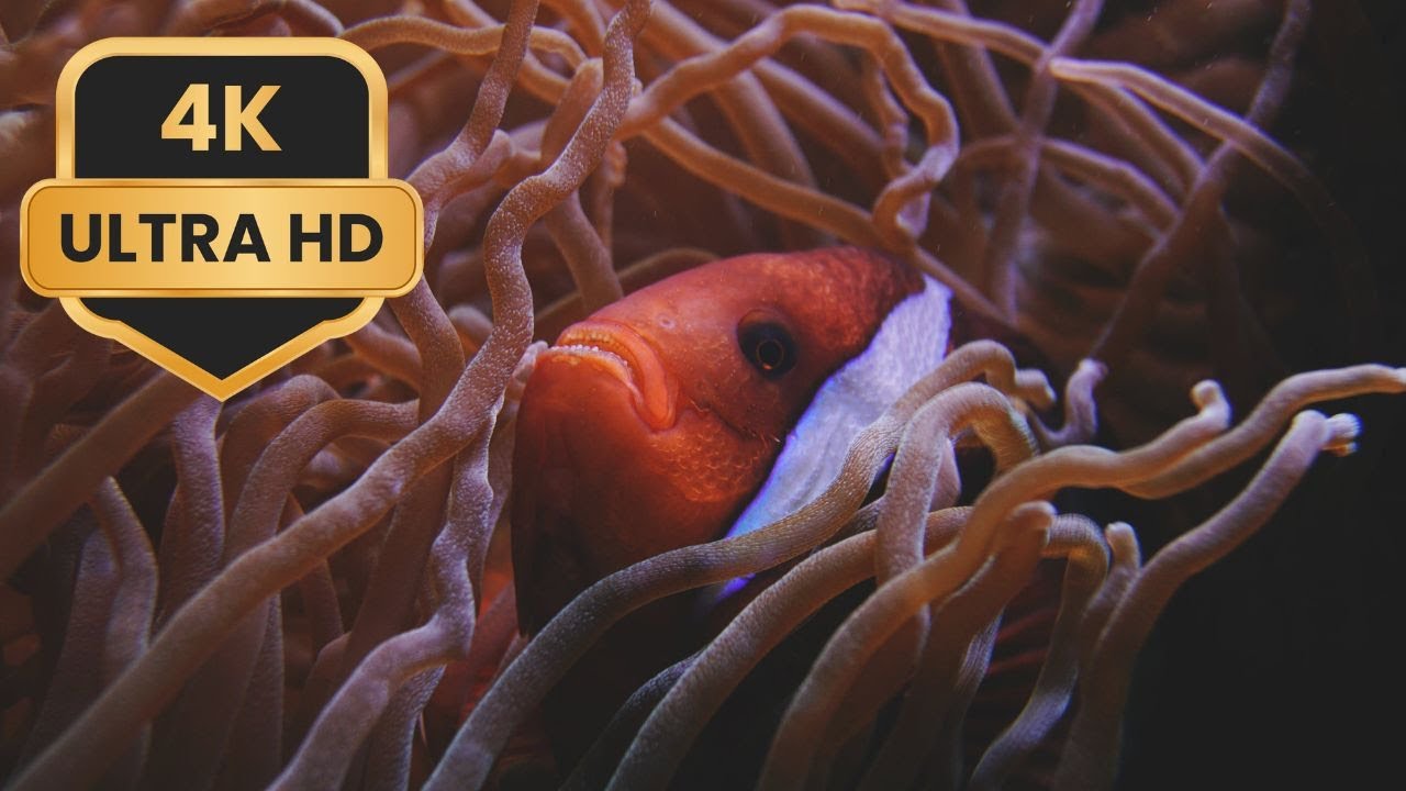 Live Underwater Fish Adventure! 🐠🐠 - Boost Focus and Find Inner Peace with Serene Oceanic ...