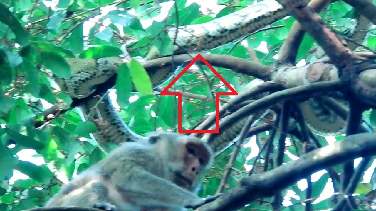 13# Wow! Angkor Monkeys Attack With Big Snake - YouTube