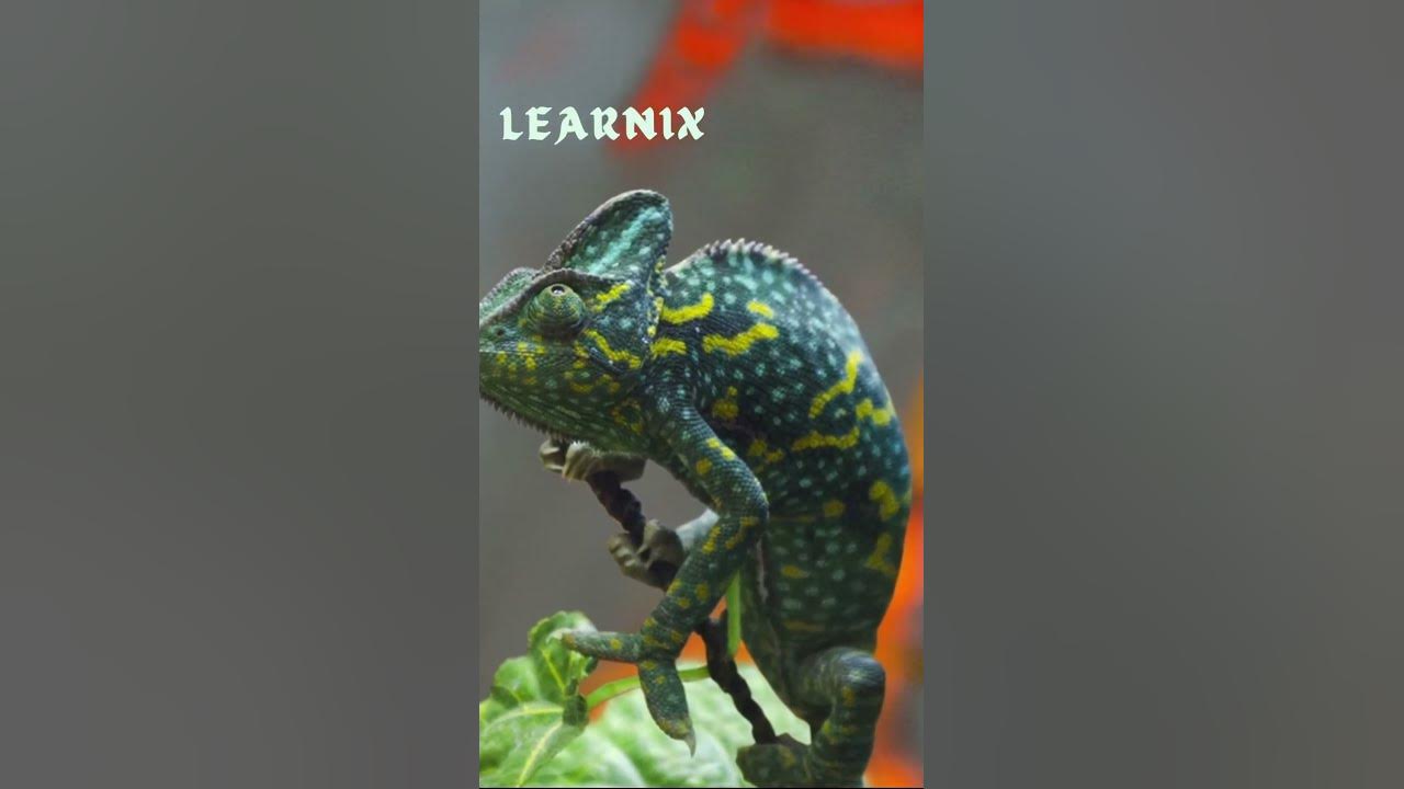 How Chameleons Change Color 🦎 The Science Behind It #shorts #animalfacts - YouTube