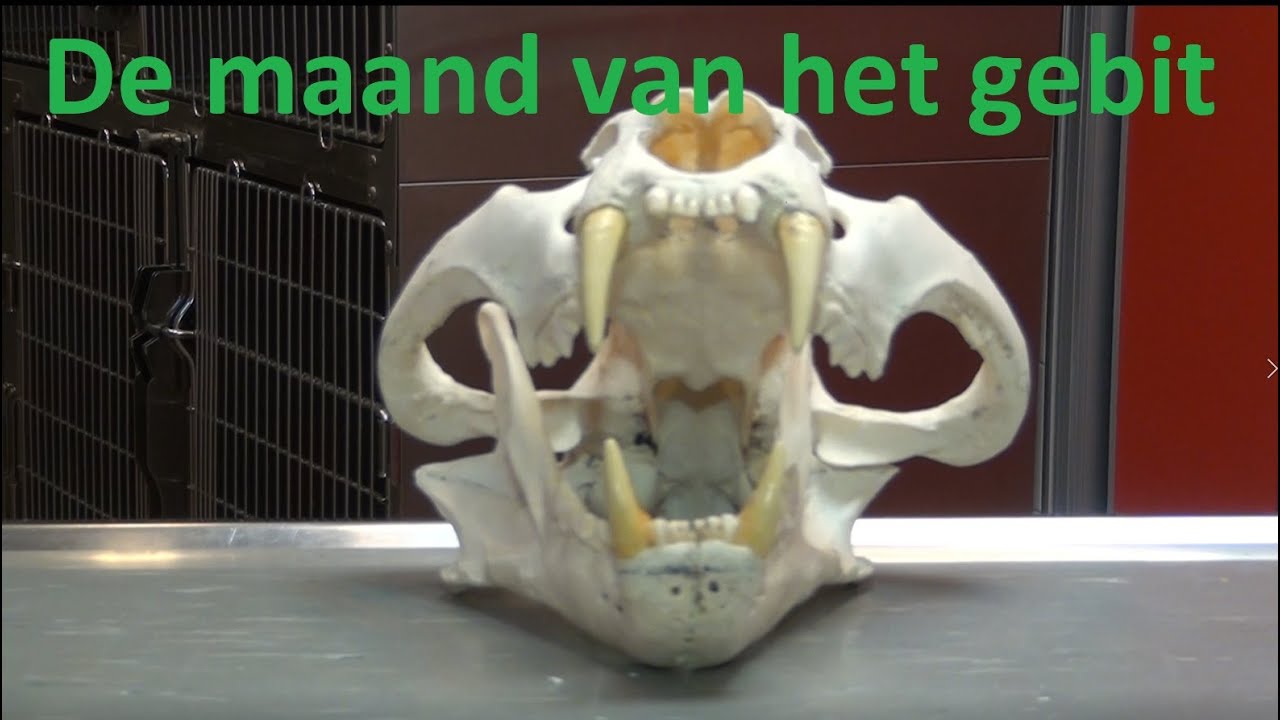 De maand van het gebit - YouTube