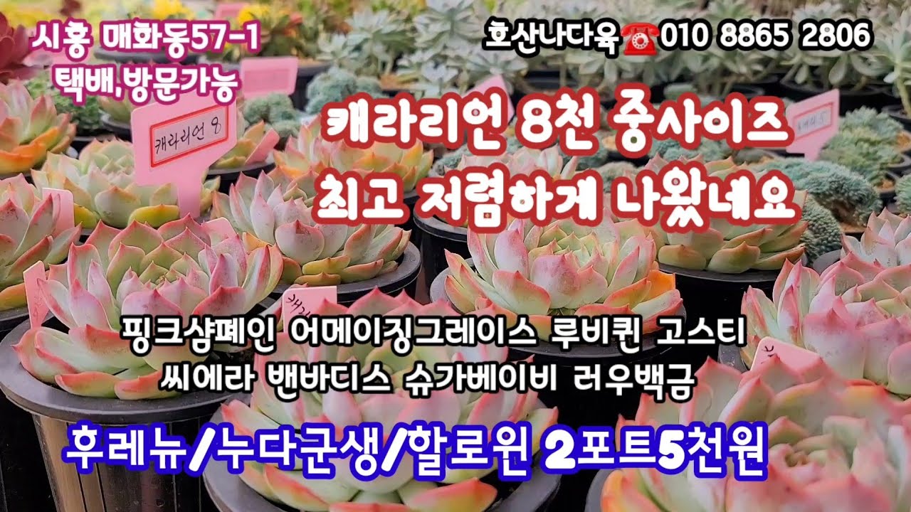 시흥호산나다육🍁오늘은중사이즈 군생들소개 캐라리언 핑크샴폐인 밴바디스 러우백금🍁후레뉴 누다 할로윈2포트5천succulents