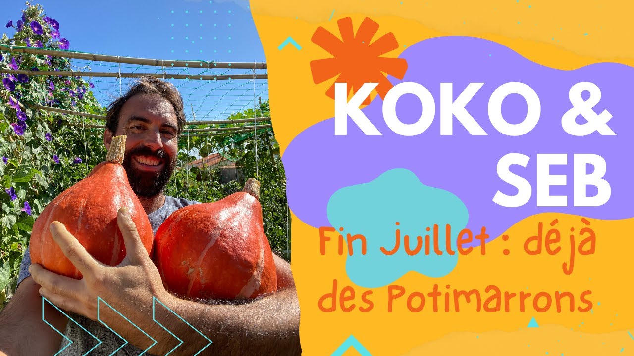 Tour du potager fin Juillet : déjà des potimarrons - YouTube