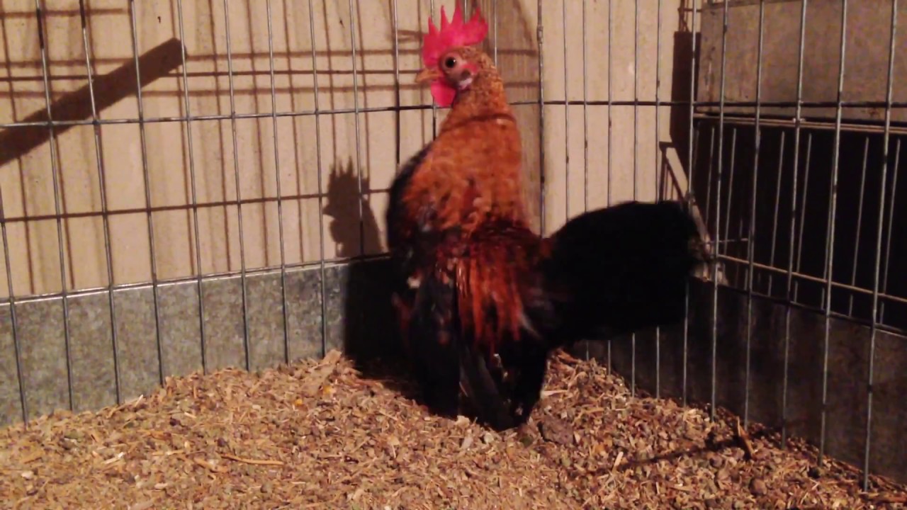 Gallo miniatura Azteca bulico Creel 2017 - YouTube