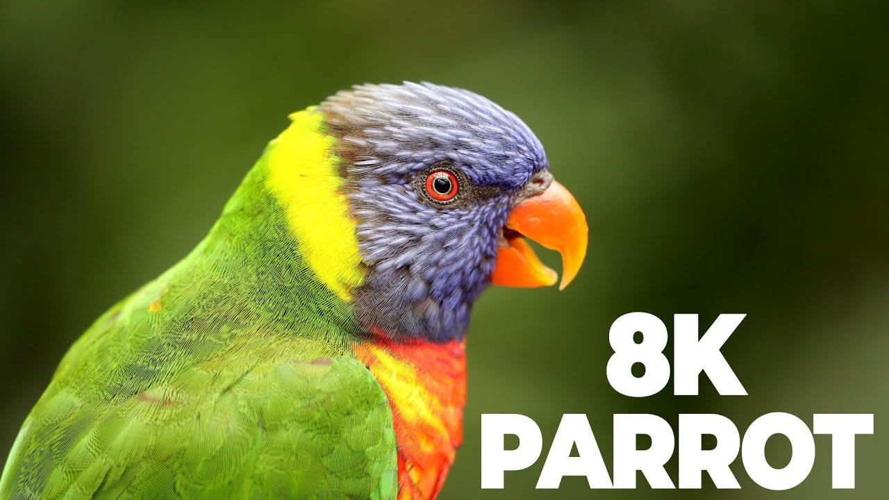 Parrot 8K | Beautiful Birds | @CartoonHub. - YouTube
