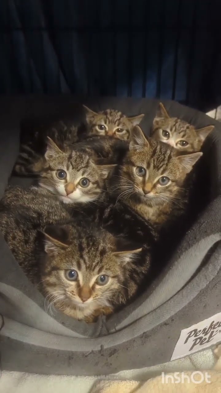 they are still small but brave💙 - YouTube