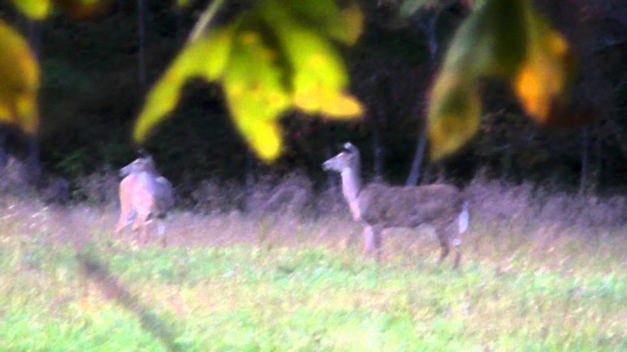 October 9, 2012 Deer Footage - YouTube