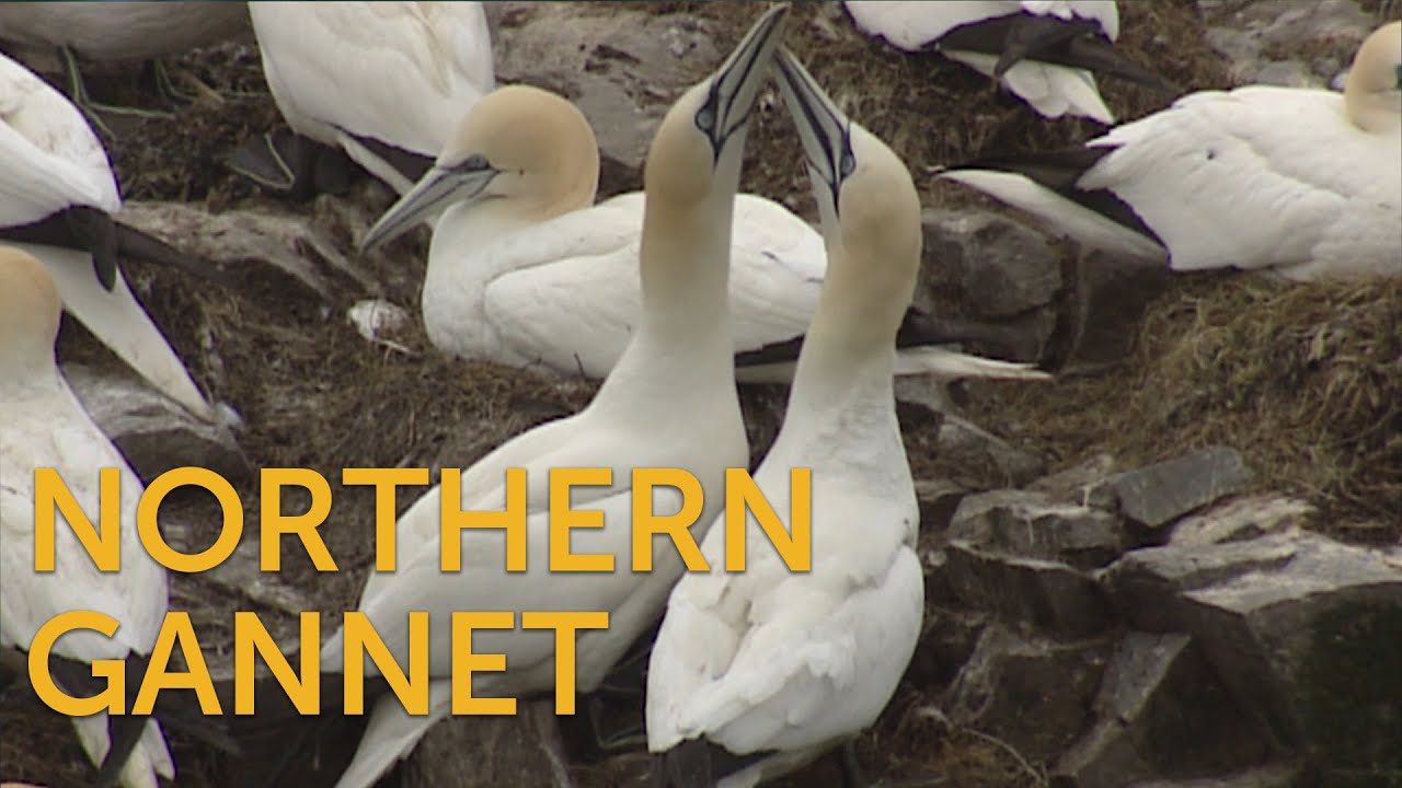 Northern Gannet - YouTube