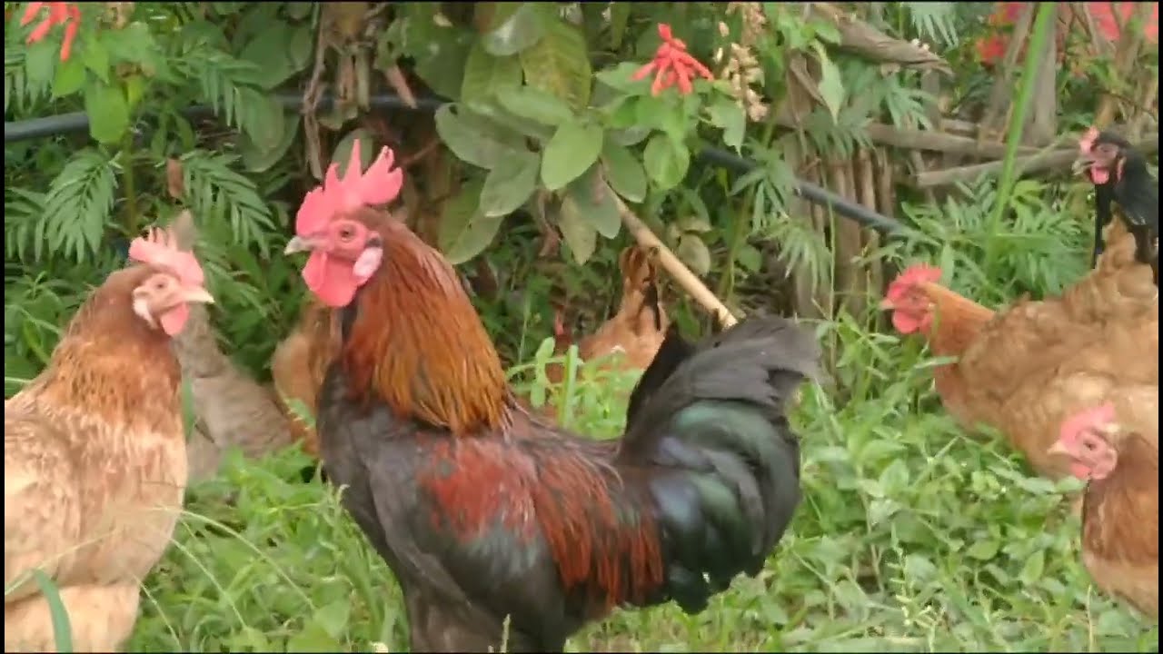 Rooster Concern. #shorts - YouTube