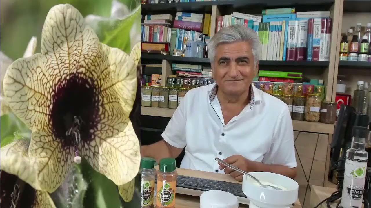 BAN OTU Çok Çok Zehirlidir, Tentürü Yapılmaz ise Kullanılmaz.Zehirli ...