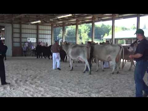 Cattle Judging Contest ( Part-2 ) - YouTube