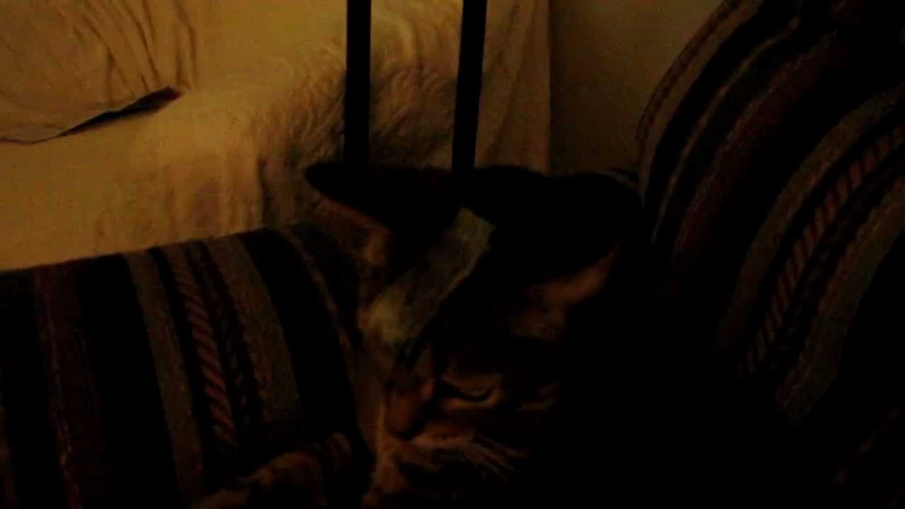 Funny cute video of cat acting crazy (original) - YouTube